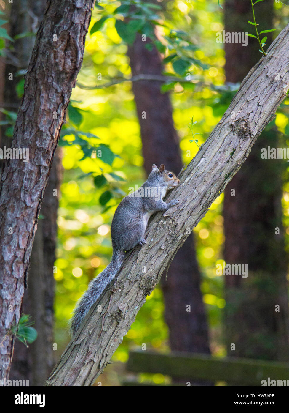 Gray squirrel climbing a tree Stock Photo - Alamy