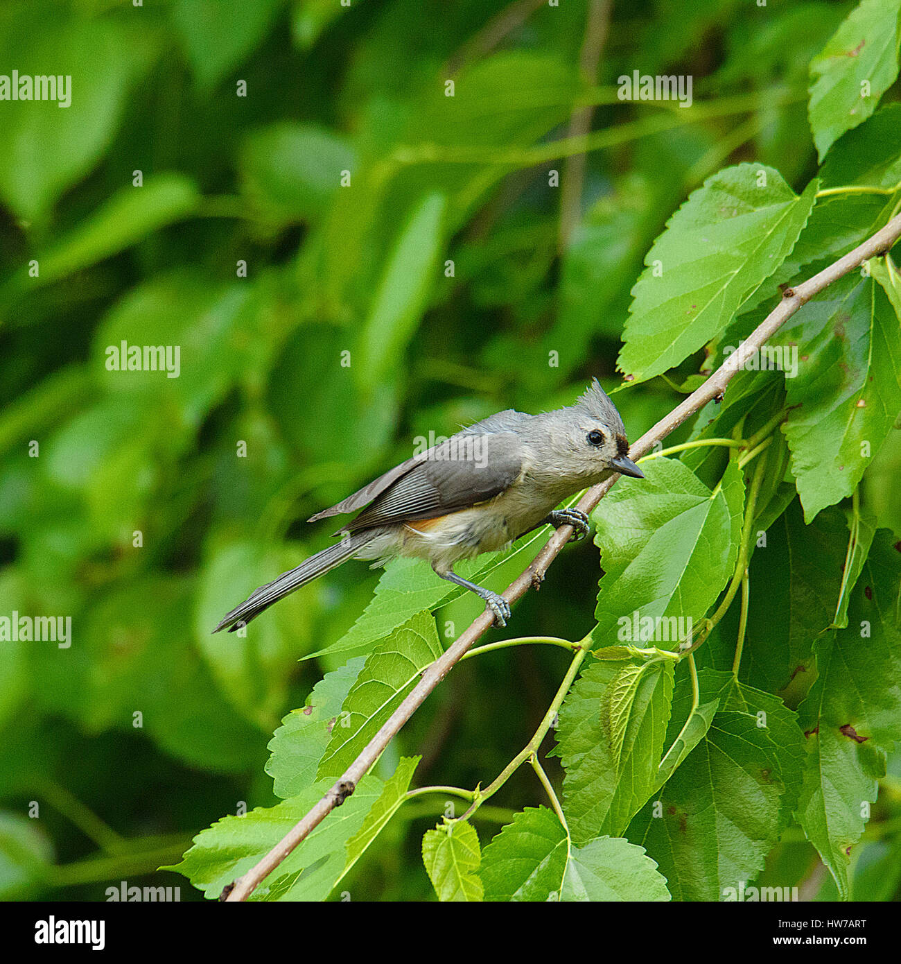Tufted Titmouse Nest High Resolution Stock Photography and Images - Alamy
