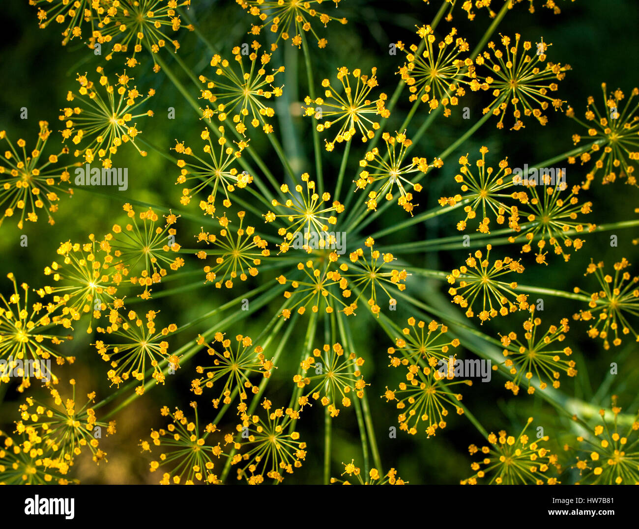 Big yellow dill flower in the garden close up Stock Photo - Alamy