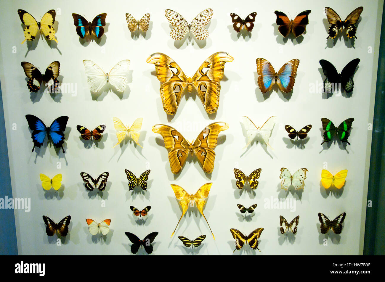 Entomology specimens hi-res stock photography and images - Alamy