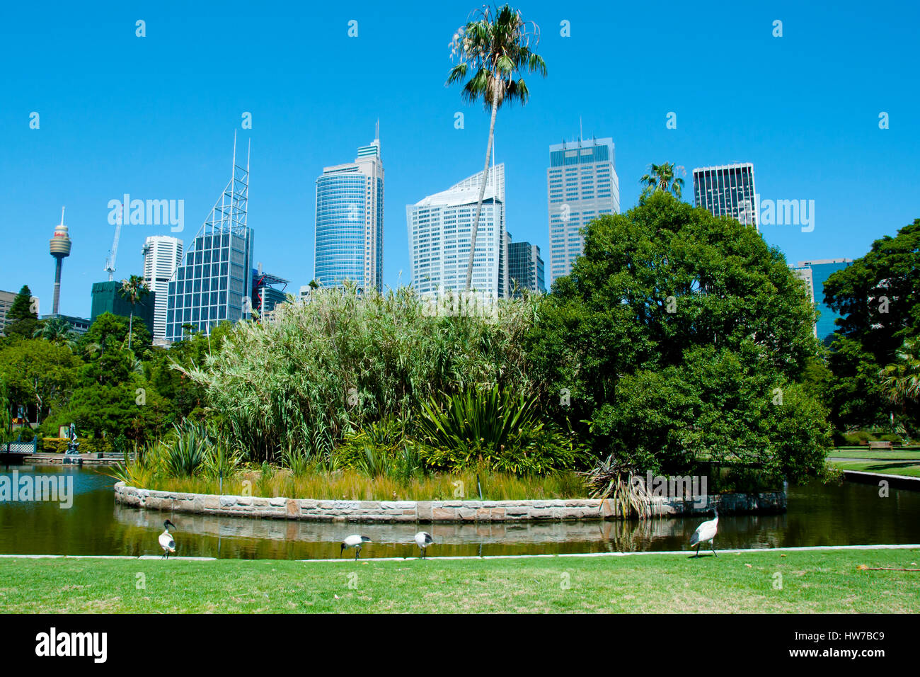 Botanical Garden - Sydney - Australia Stock Photo - Alamy