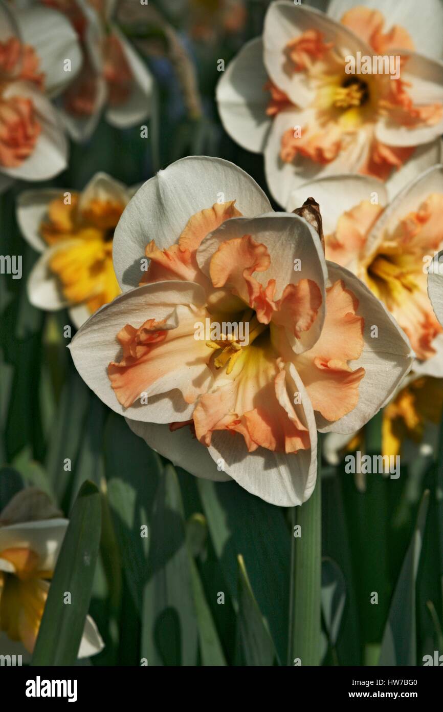 Pink Wonder, Narcissus Split Corona Stock Photo - Alamy
