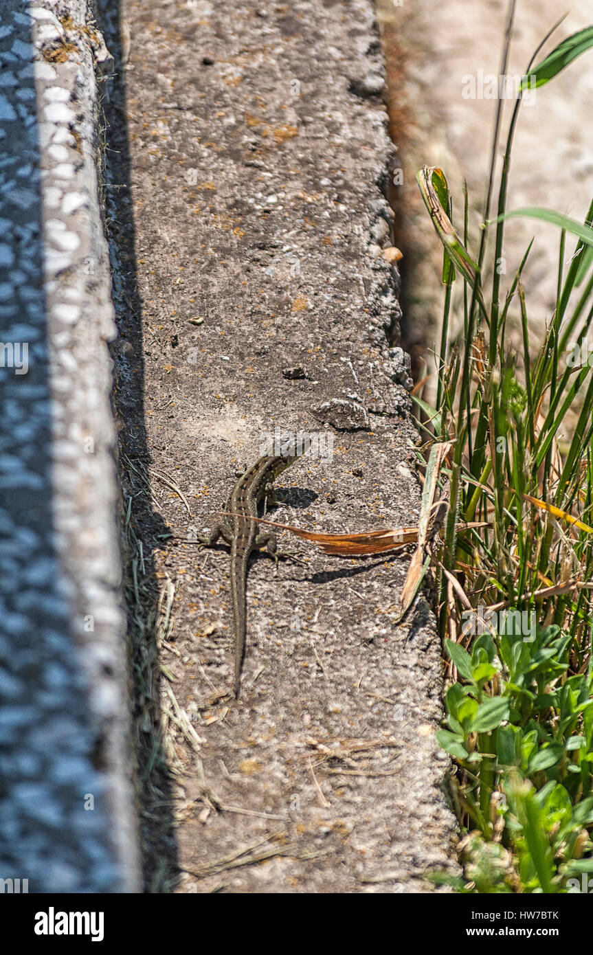 Reptilian step hi-res stock photography and images - Alamy