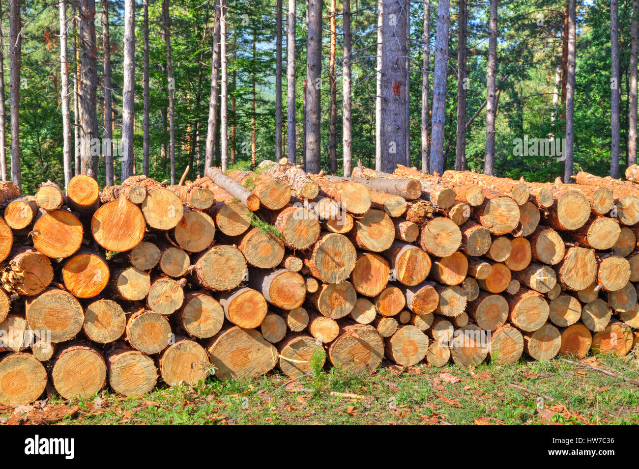 Fresh cut timber in the forest Stock Photo - Alamy