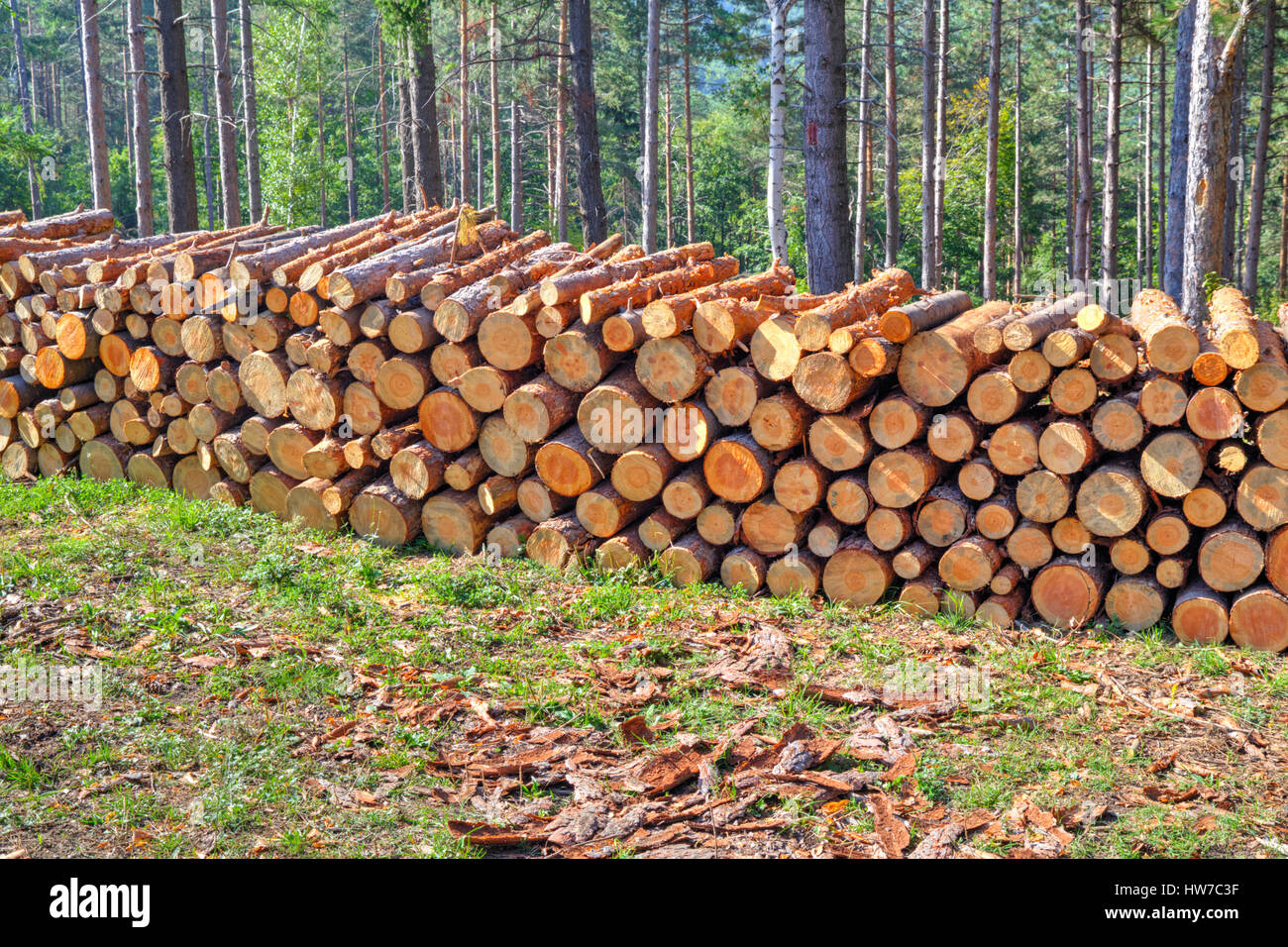 Fresh cut timber in the forest Stock Photo - Alamy