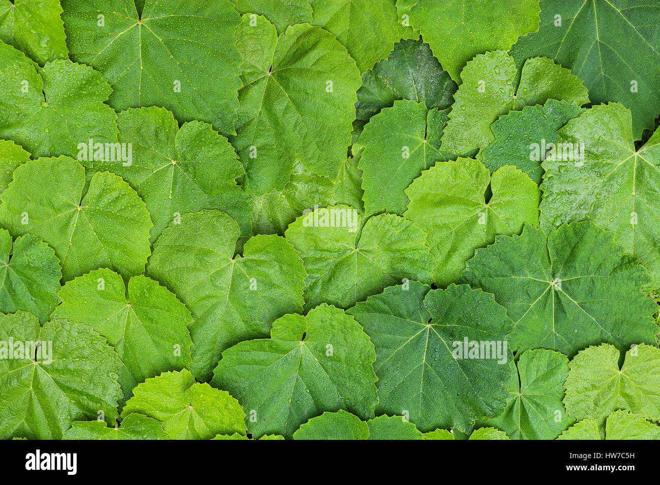Grape Vine green leaves texture Stock Photo - Alamy