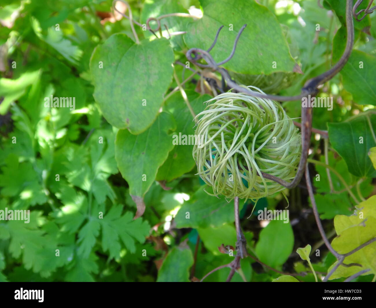 Tangled shapes hi-res stock photography and images - Alamy