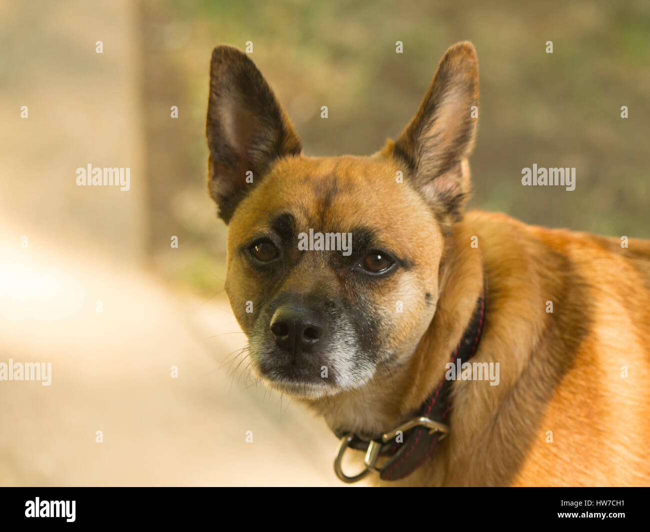 Dog breed america hi-res stock photography and images - Alamy