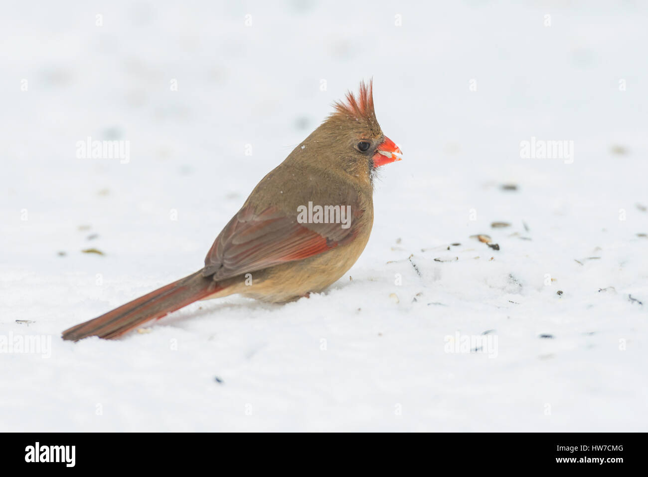 Female Northern Cardinal on snowy ground Stock Photo - Alamy