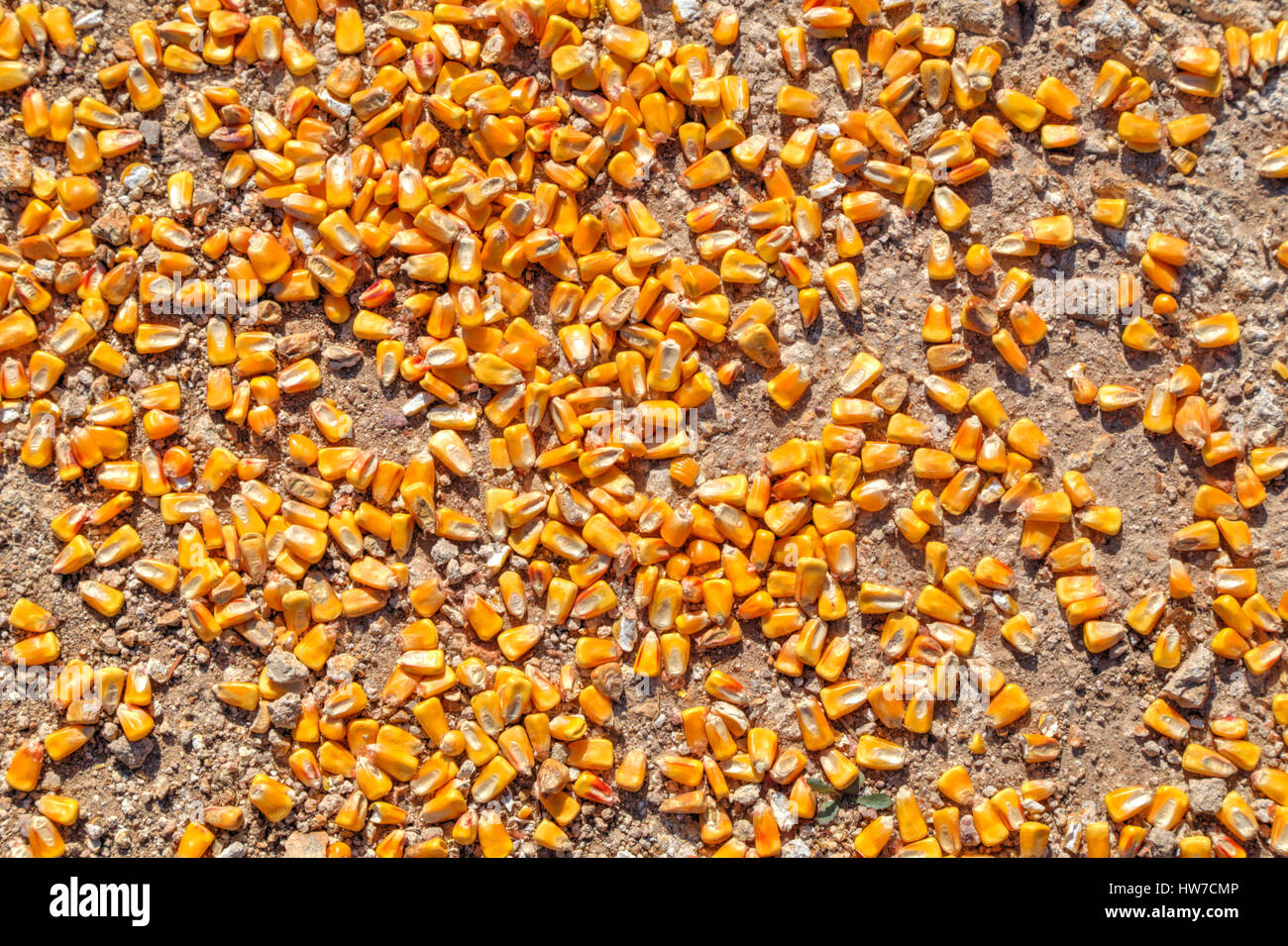 Corn beans on the ground Stock Photo - Alamy