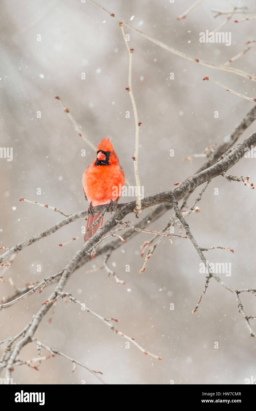 Male Northern Cardinal perched on bare tree limb in snowstorm Stock ...
