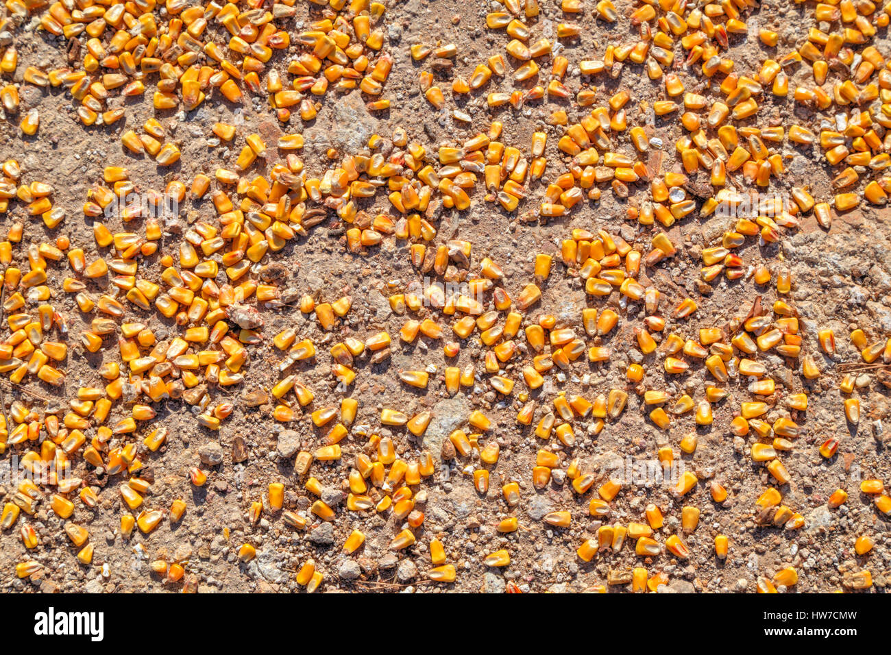 Corn beans on the ground Stock Photo - Alamy