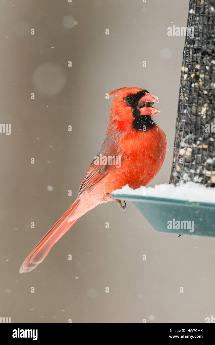Male Northern Cardinal perched on seed feeder Stock Photo - Alamy
