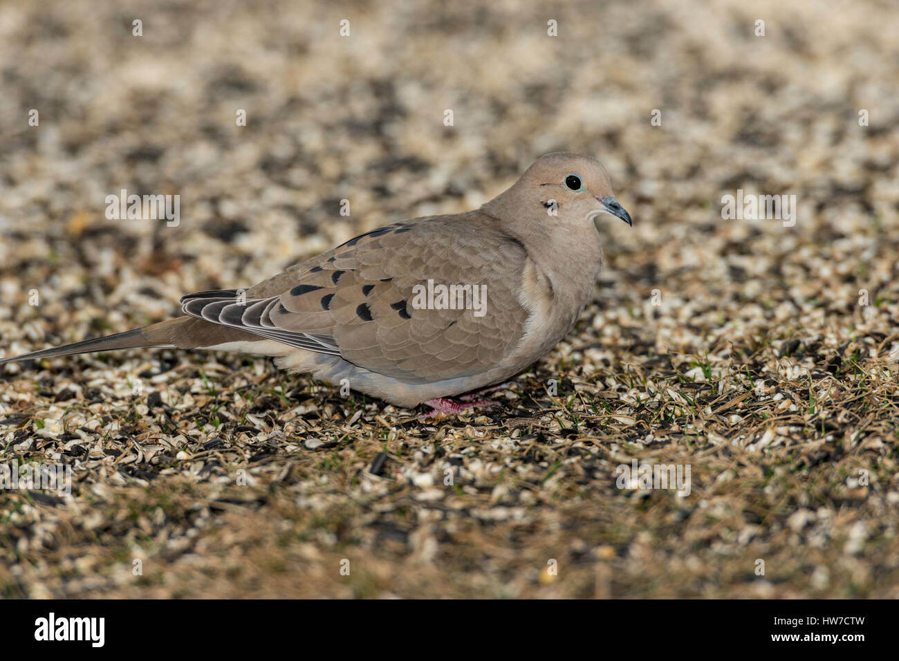 Mourning Dove foraging on ground Stock Photo - Alamy