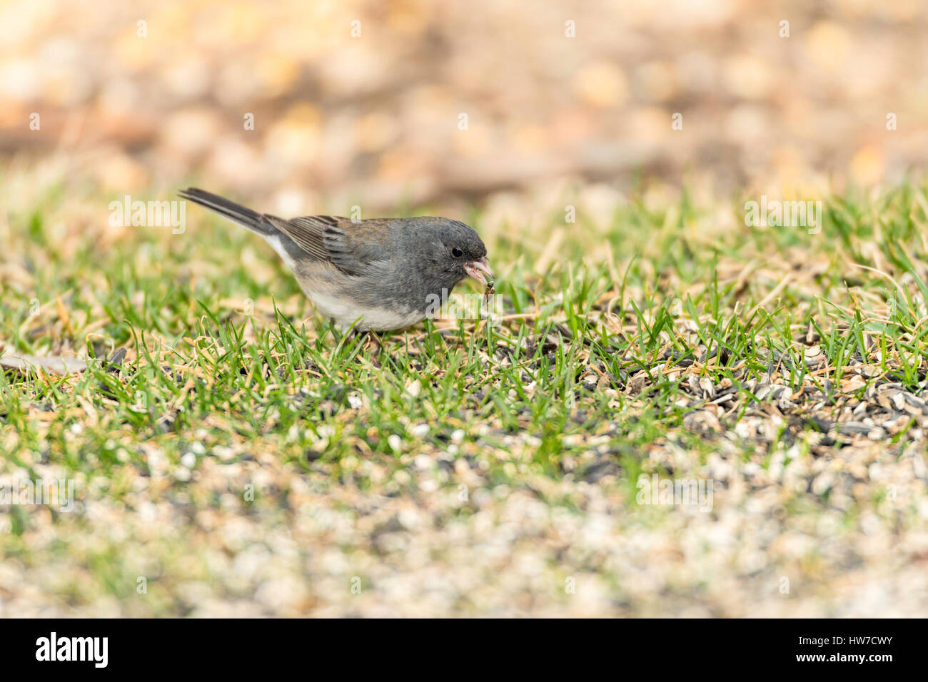 Foraging for seeds on grass hi-res stock photography and images - Alamy