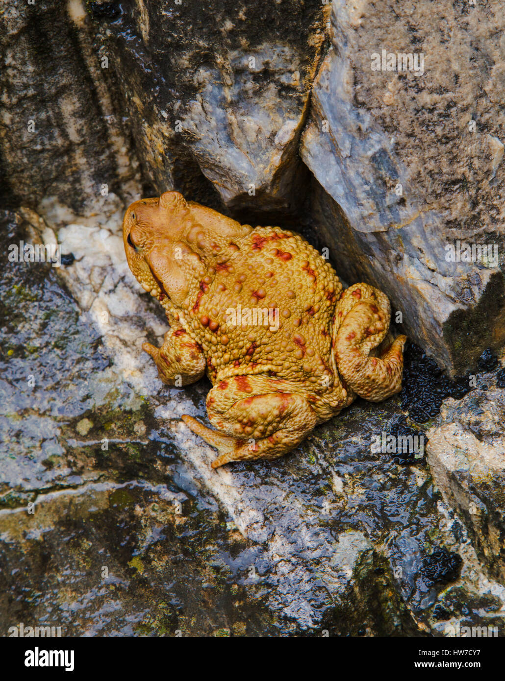 Big frog mountain hi-res stock photography and images - Alamy