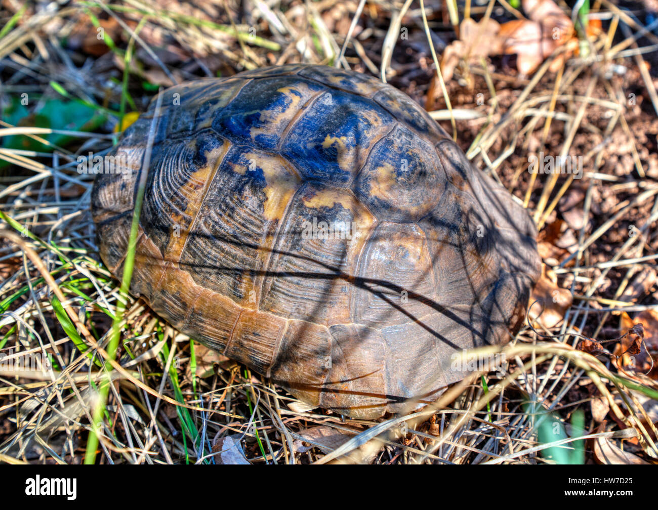 Turtle on the ground in forest Stock Photo - Alamy