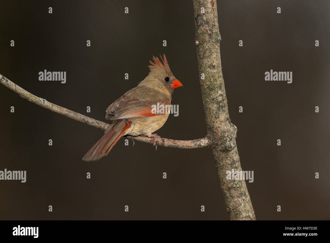 Female Northern Cardinal perched on tree limb Stock Photo - Alamy
