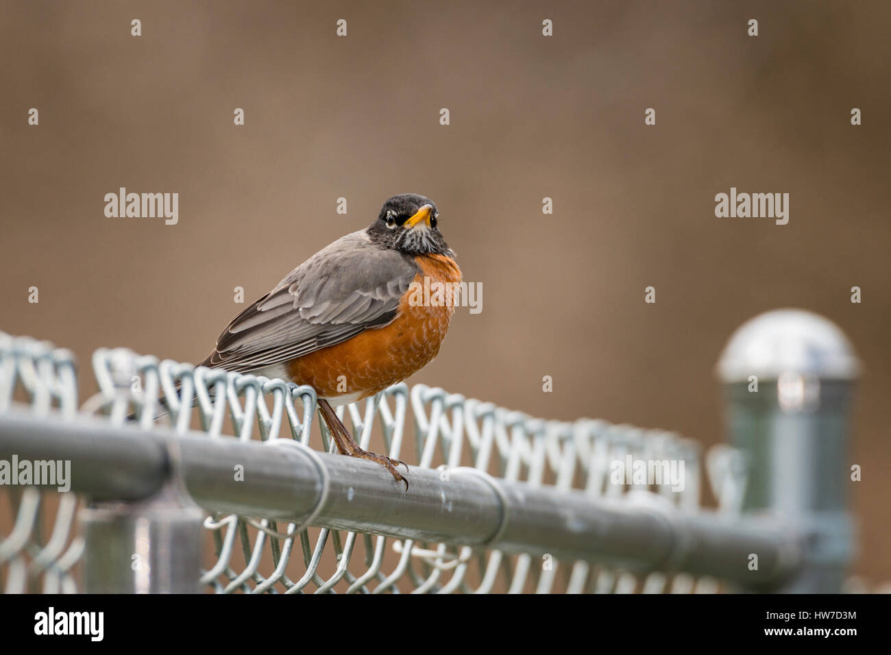American Robin sitting on fence Stock Photo - Alamy
