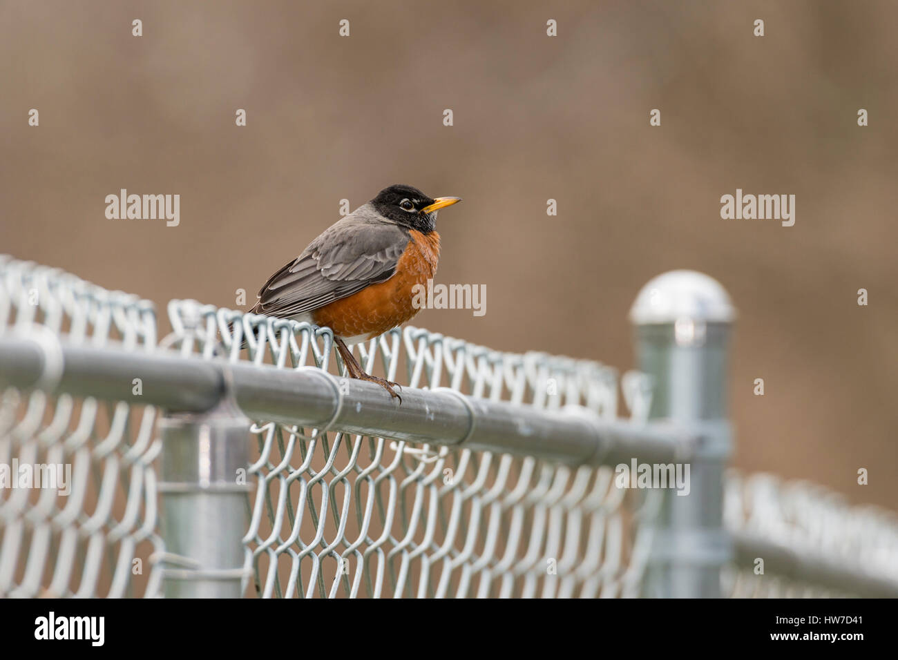 American Robin sitting on fence Stock Photo - Alamy