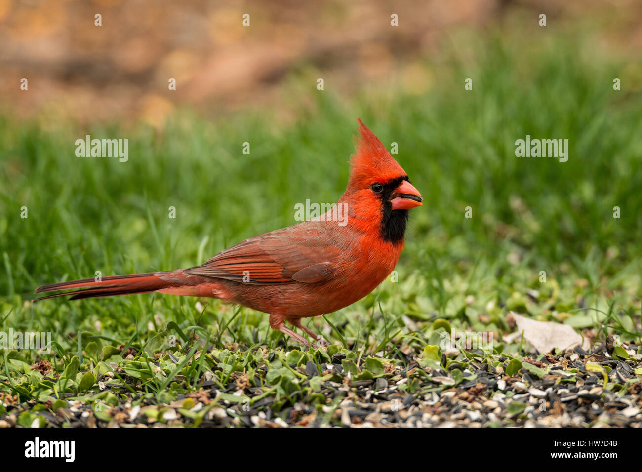 Male Northern Cardinal foraging on ground Stock Photo - Alamy