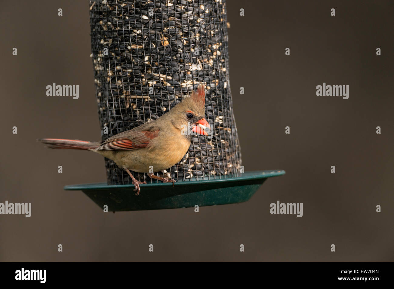 Female Northern Cardinal on seed feeder Stock Photo - Alamy