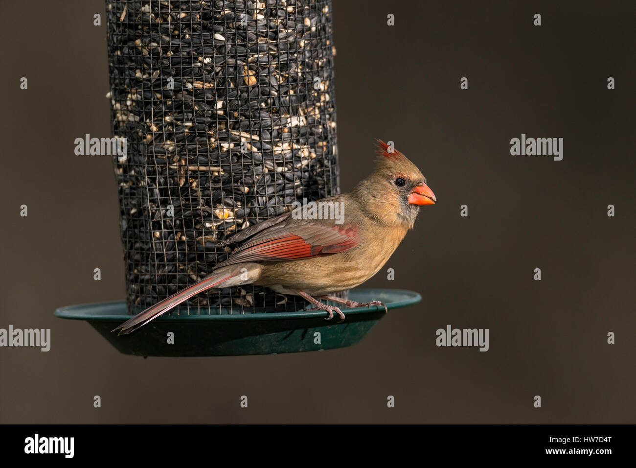 Female Northern Cardinal on seed feeder Stock Photo - Alamy