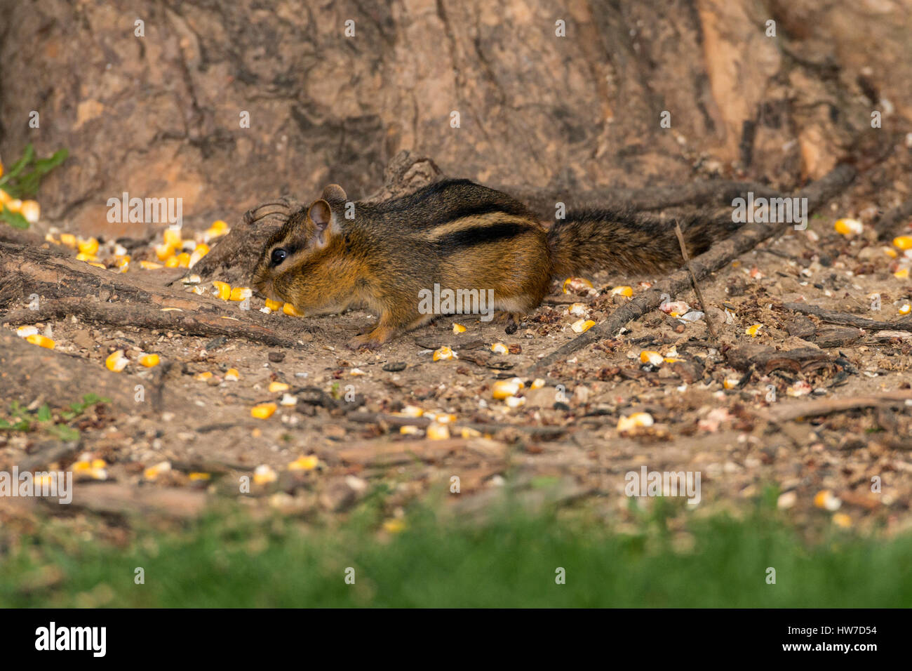 Eastern Chipmunk foraging for seeds Stock Photo - Alamy