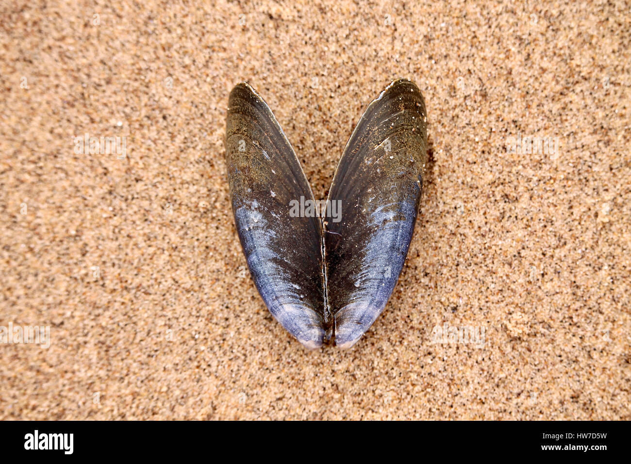 Mussel shell in sand hi-res stock photography and images - Alamy