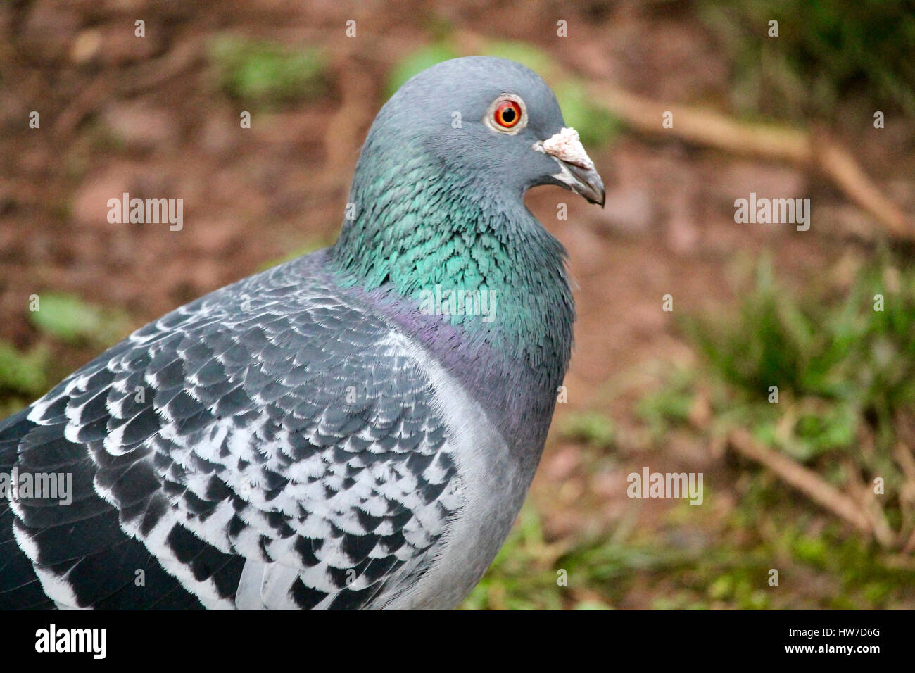 Image wood pigeon hi-res stock photography and images - Alamy