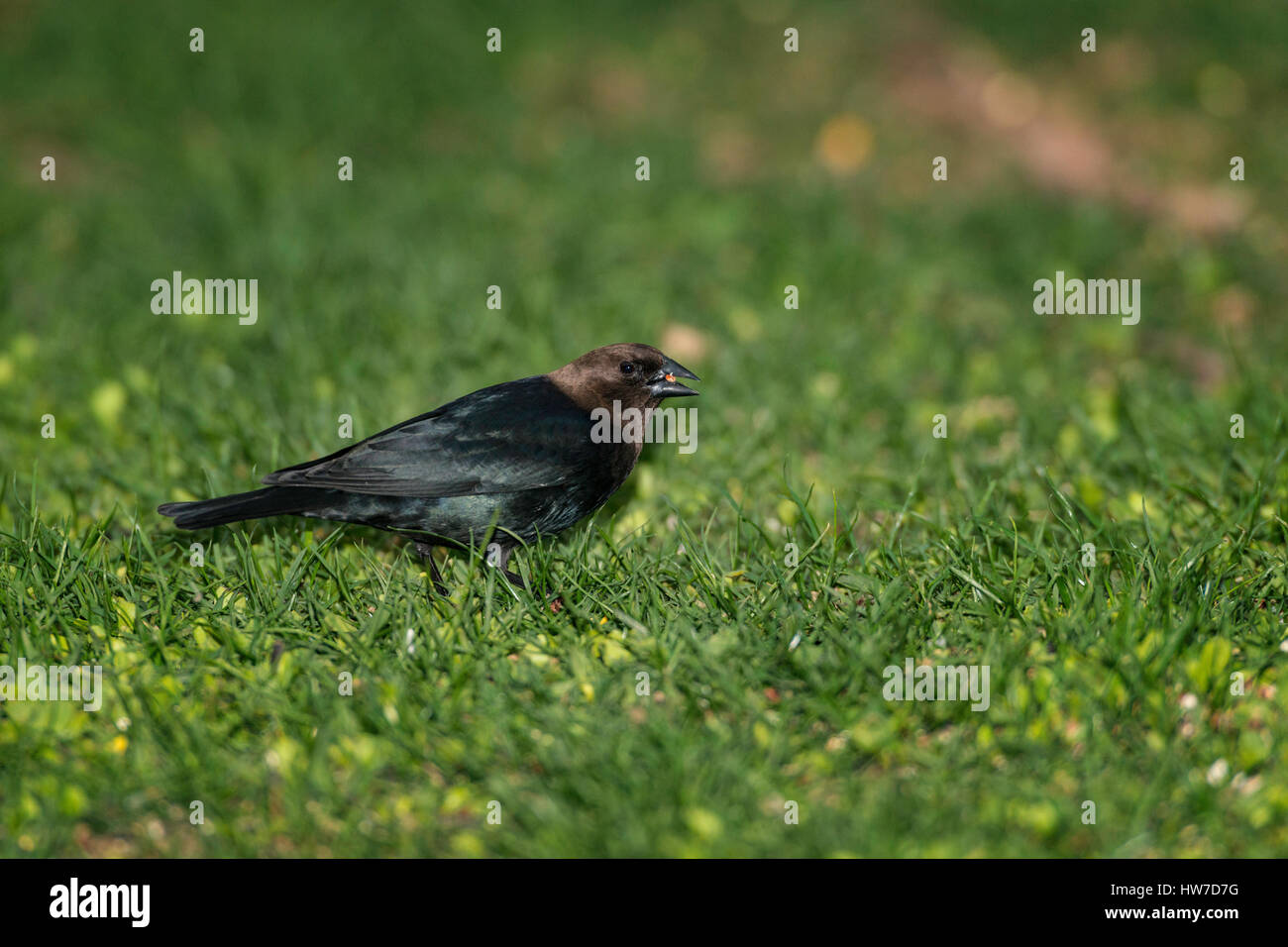 Brown-headed Cowbird foraging in grassy area Stock Photo - Alamy
