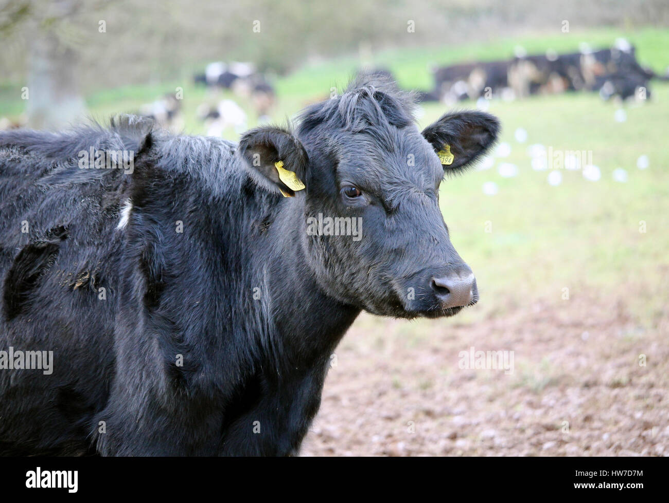 Cows mud hi-res stock photography and images - Alamy