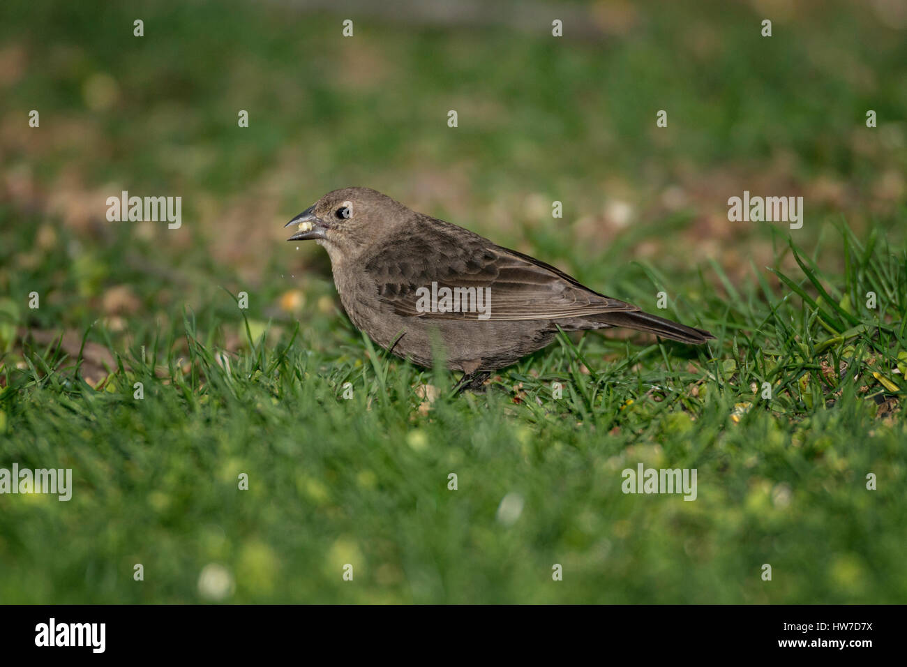 Female Brown-headed Cowbird foraging in grassy area Stock Photo - Alamy