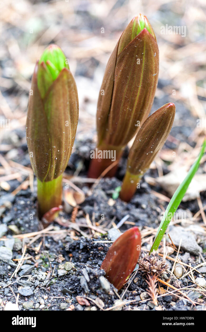 Budding Fritillaria imperialis Spring shoots plant emerging through the ...