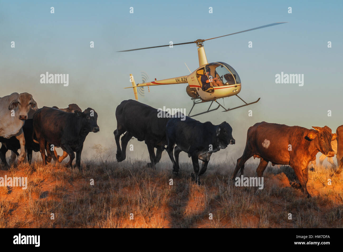 Robinson R22 Beta helicopter flying low, at sunset, mustering cattle in ...