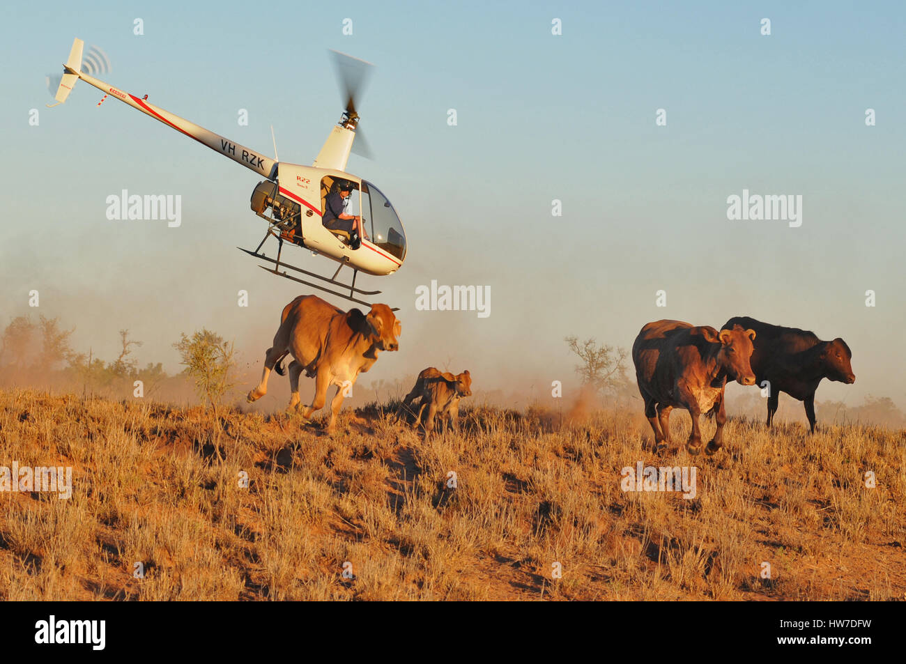 Robinson R22 Beta helicopter flying low, at sunset, mustering cattle in ...