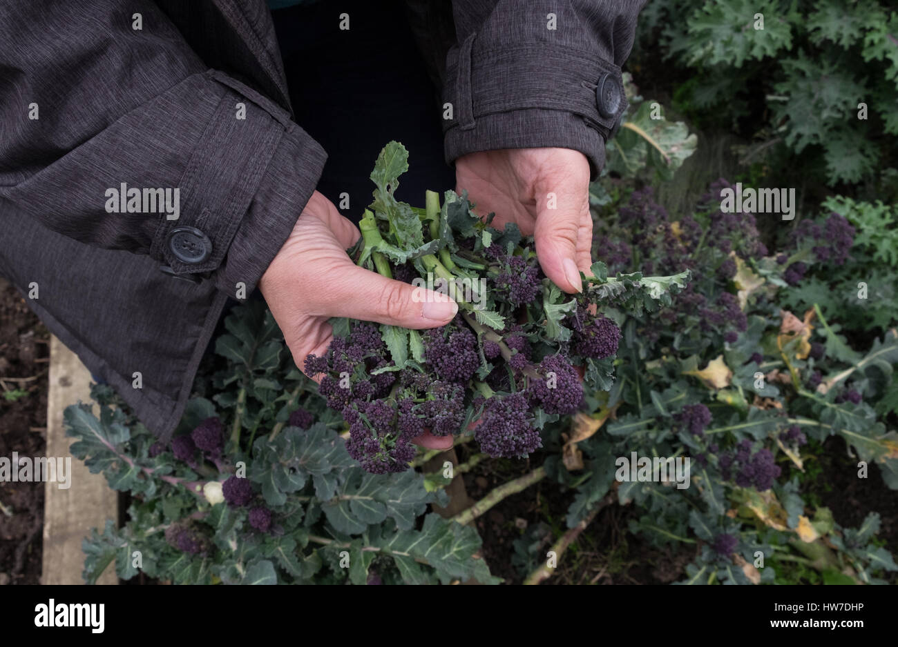 Sprouting farm hi-res stock photography and images - Alamy