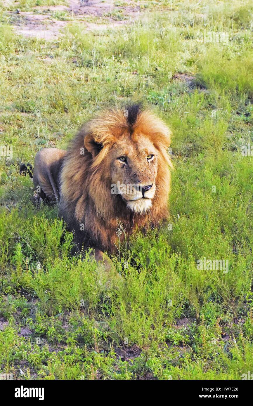 Male lion laying in the grass Stock Photo - Alamy
