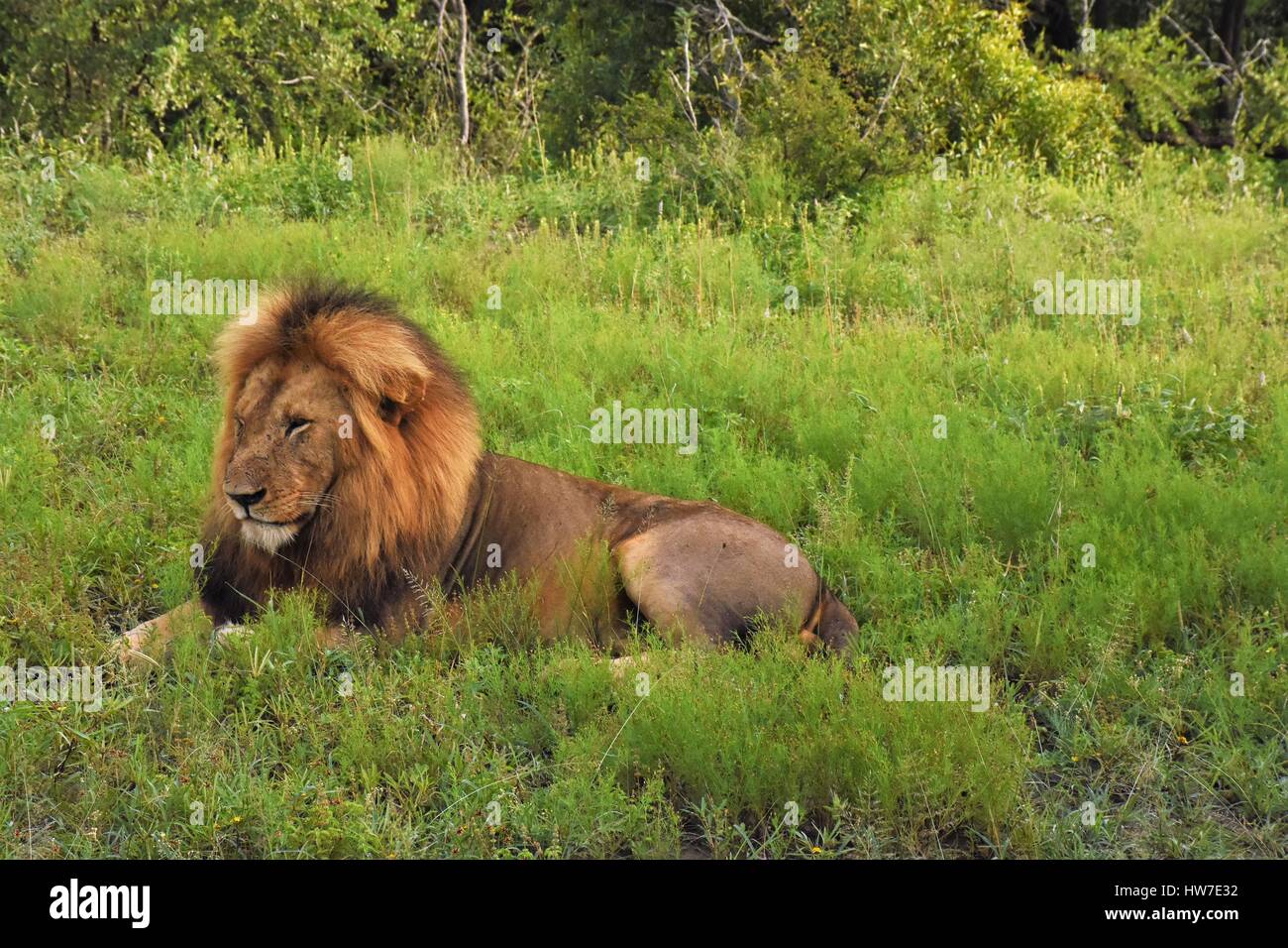 Male lion laying down in the grass Stock Photo - Alamy