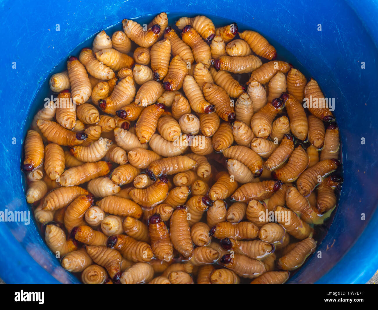 Fresh worms hi-res stock photography and images - Alamy