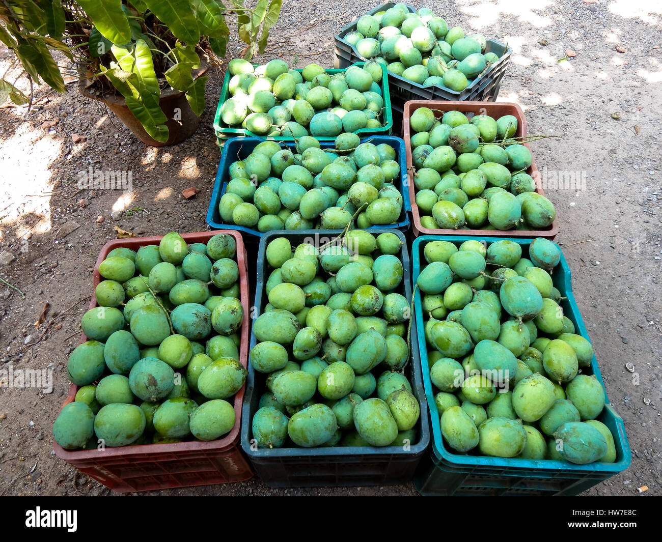 Farmers in kerala hi-res stock photography and images - Alamy
