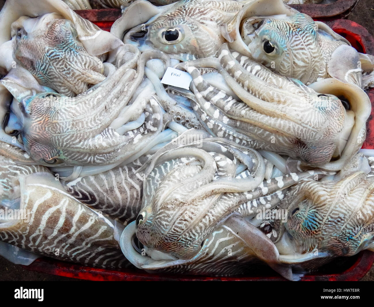 squid at the market in kochin,kerala,india Stock Photo - Alamy