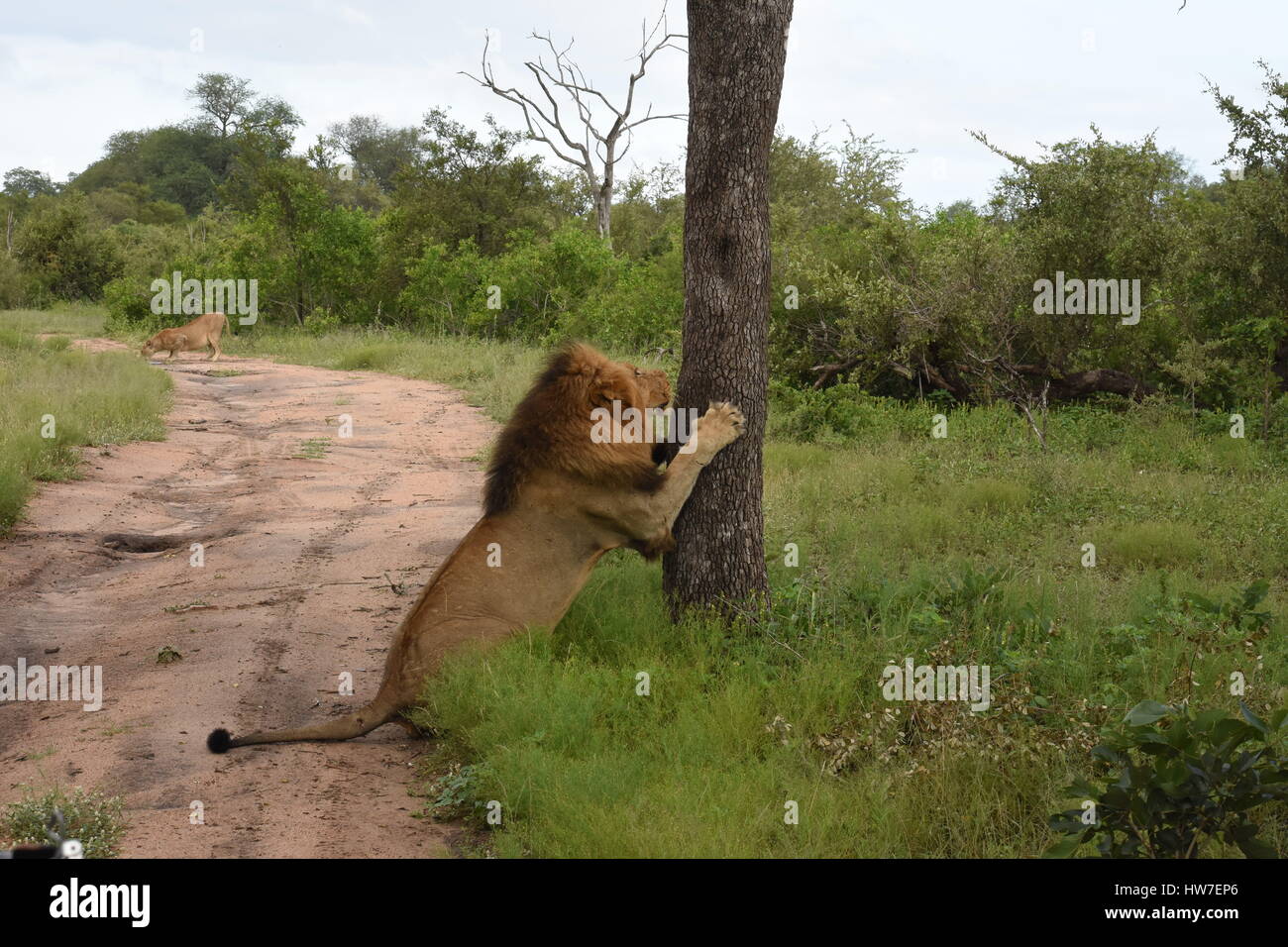 Lion clawing tree hi-res stock photography and images - Alamy
