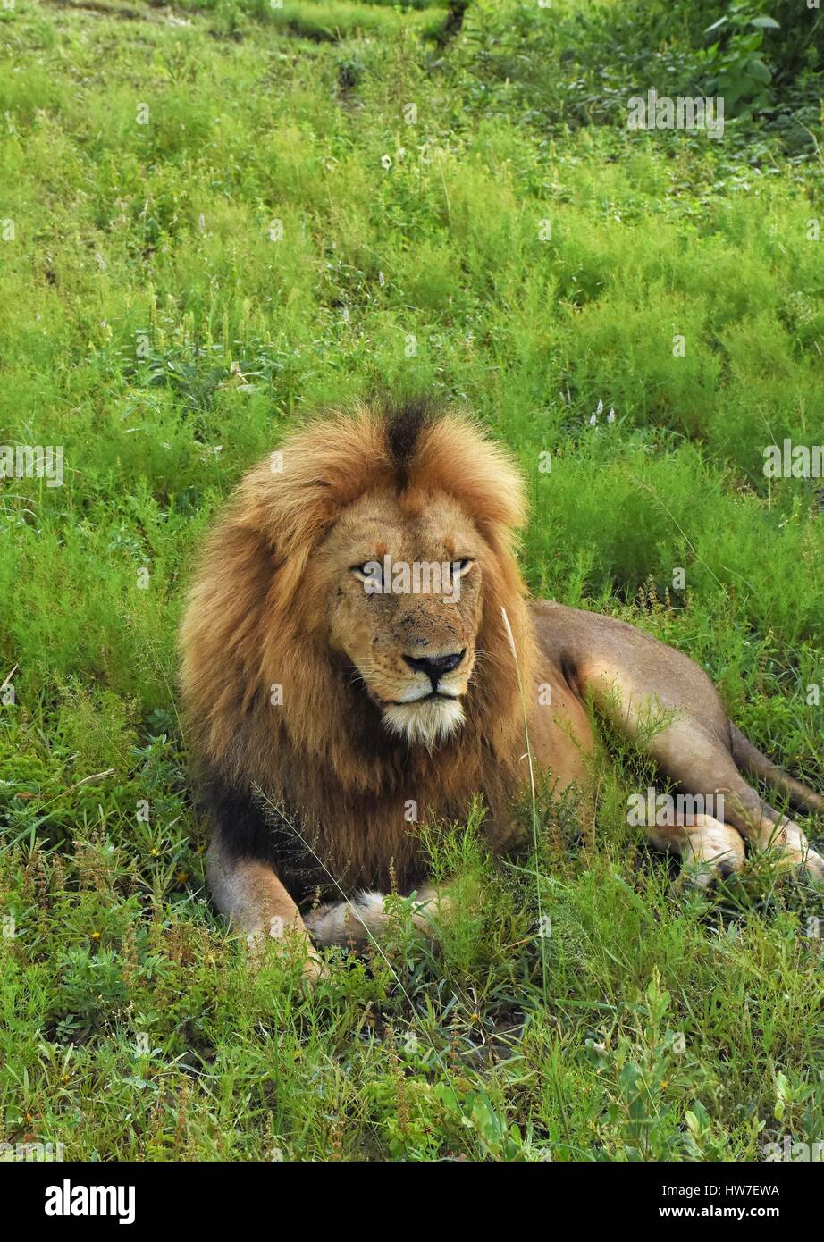 Lion laying down hi-res stock photography and images - Alamy