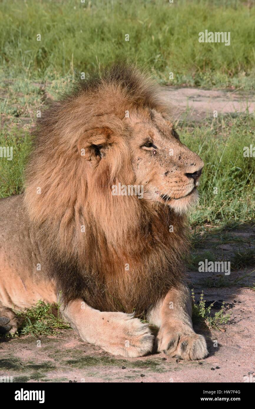 Close up of male lion laying down Stock Photo - Alamy