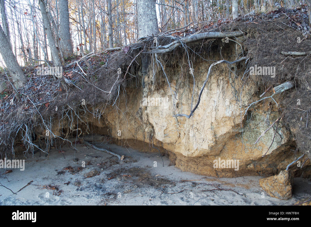 Severe erosion along a Chesapeake Bay beach in Maryland Stock Photo - Alamy