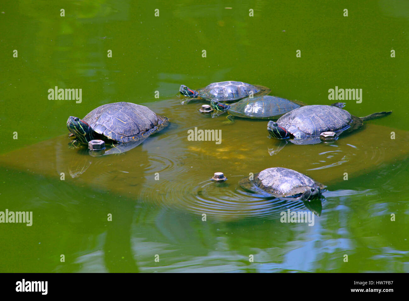 Turtles in a Pond of the Nabeshima Shoto Koen Park Shibuya Tokyo Japan ...