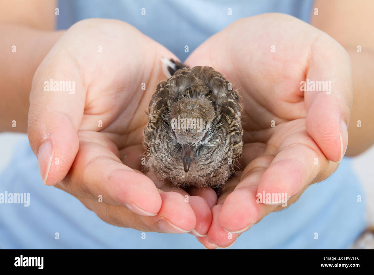 Human Hands Holding Small Bird isolated on White Background Stock Photo ...
