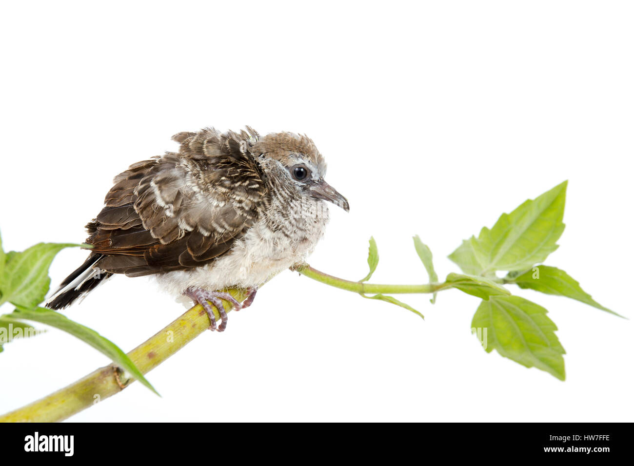 Baby cuckoo bird hi-res stock photography and images - Alamy