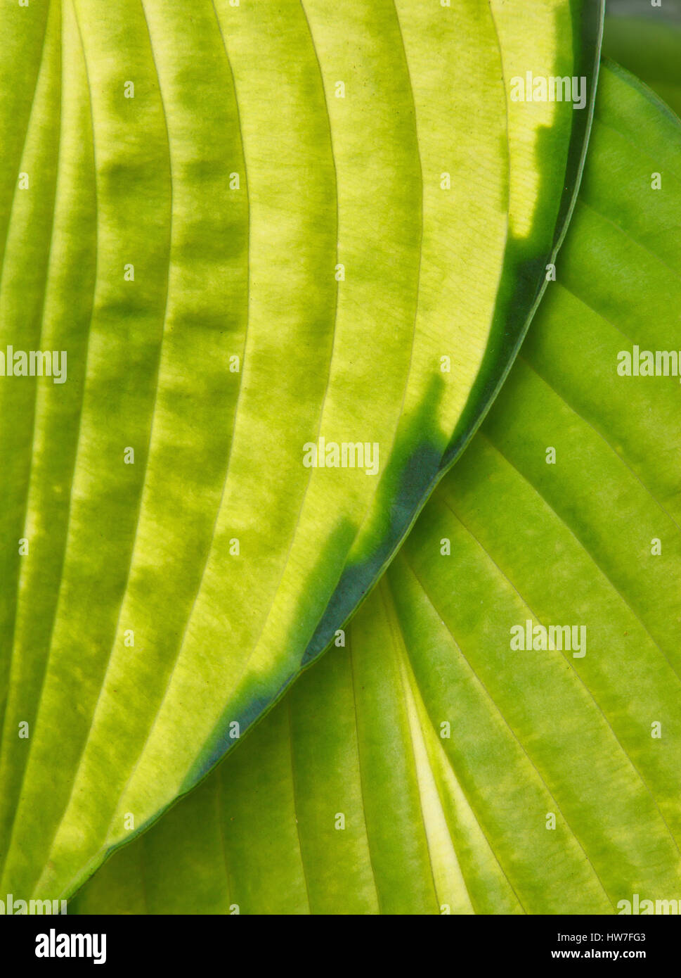 Two Hosta Leaves in Macro Stock Photo - Alamy